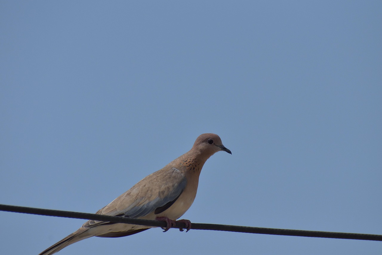 Merpati Duka Columbidae Coklat - Foto gratis di Pixabay - Pixabay