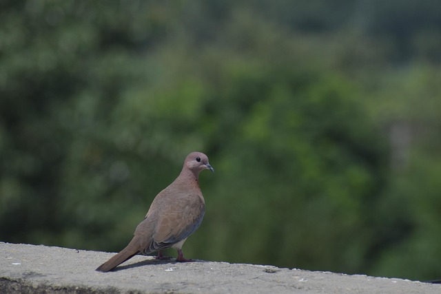 10,000+ Free Morning Dove & Mourning Dove Images - Pixabay
