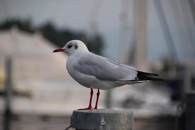 Mouette La Nature Oiseau - Photo gratuite sur Pixabay - Pixabay
