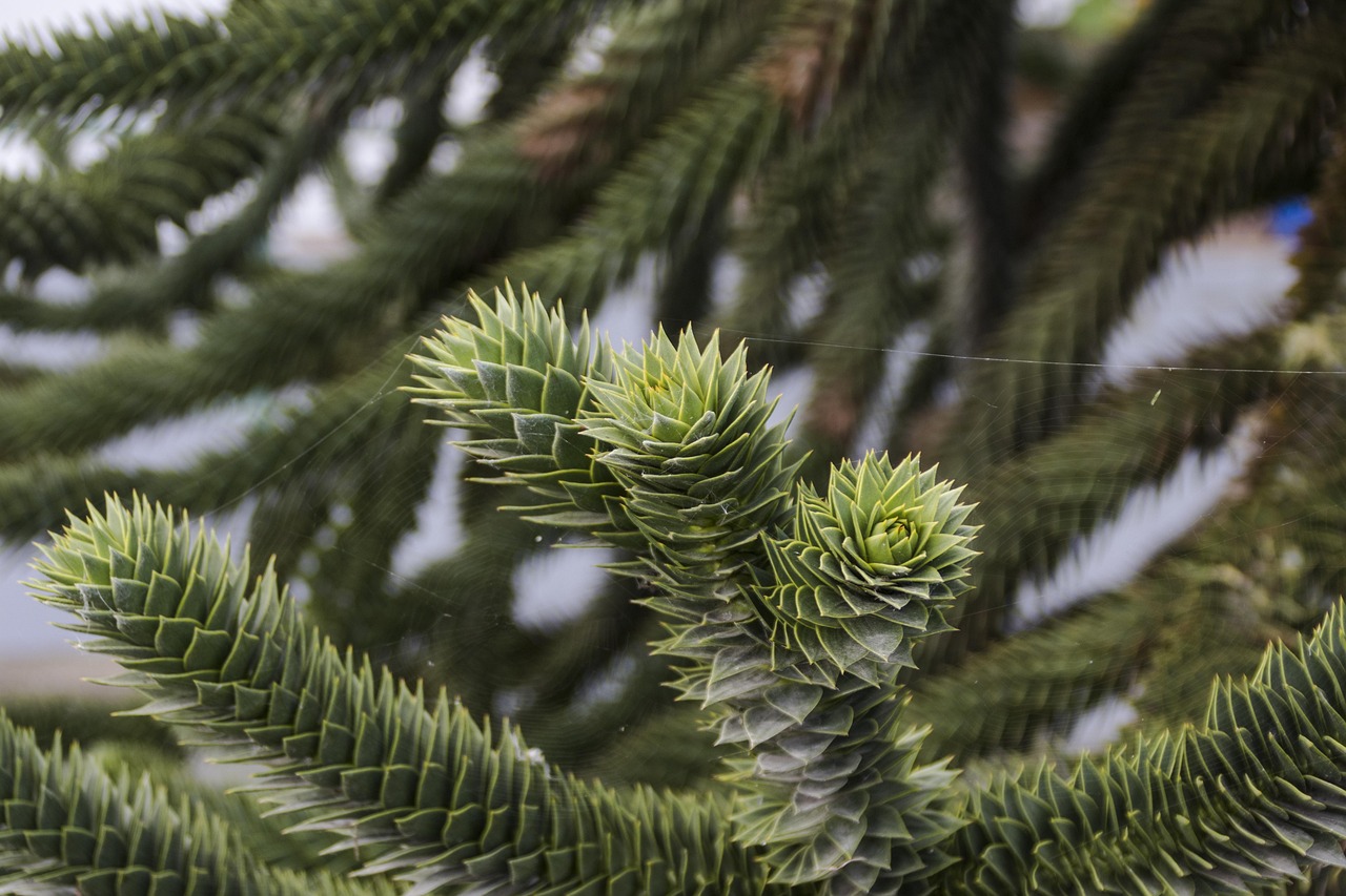 30+ Free アラウカリア & Araucaria Images - Pixabay