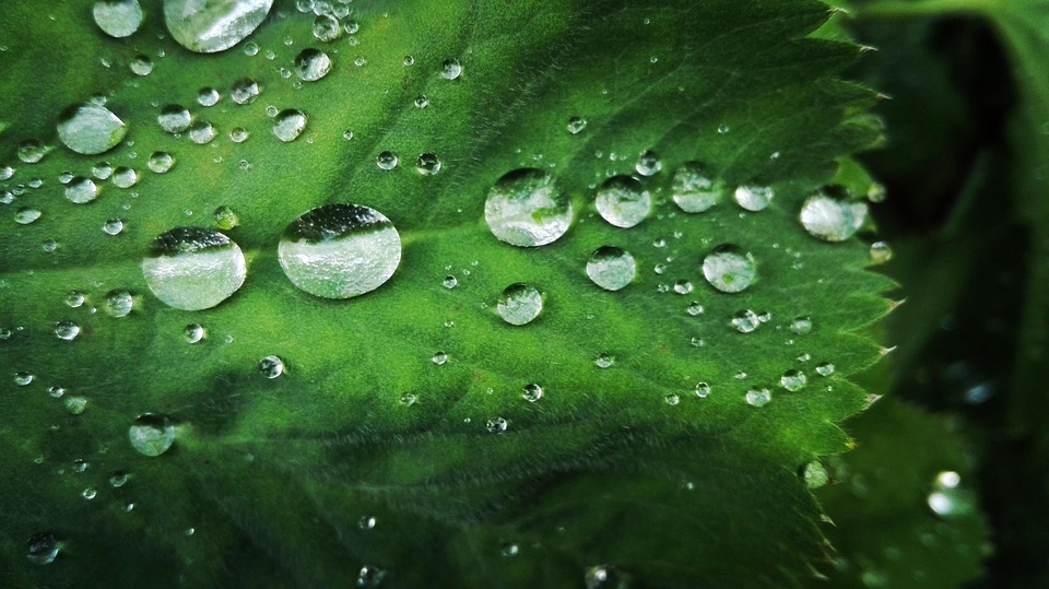 Leave Hoja Rocío - Foto gratis en Pixabay
