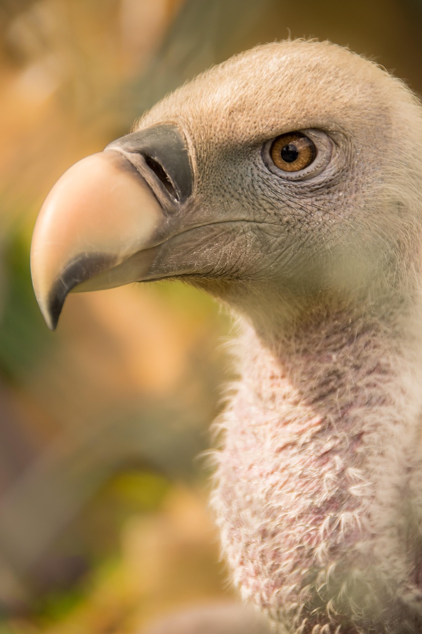 Bird Vulture Nature Of - Free photo on Pixabay