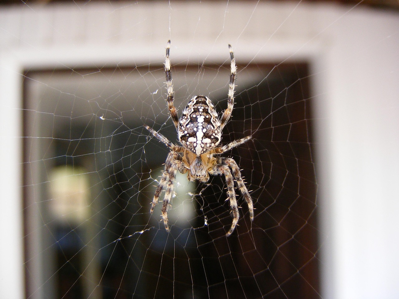 Spider Nature Spider'S Web - Free photo on Pixabay - Pixabay