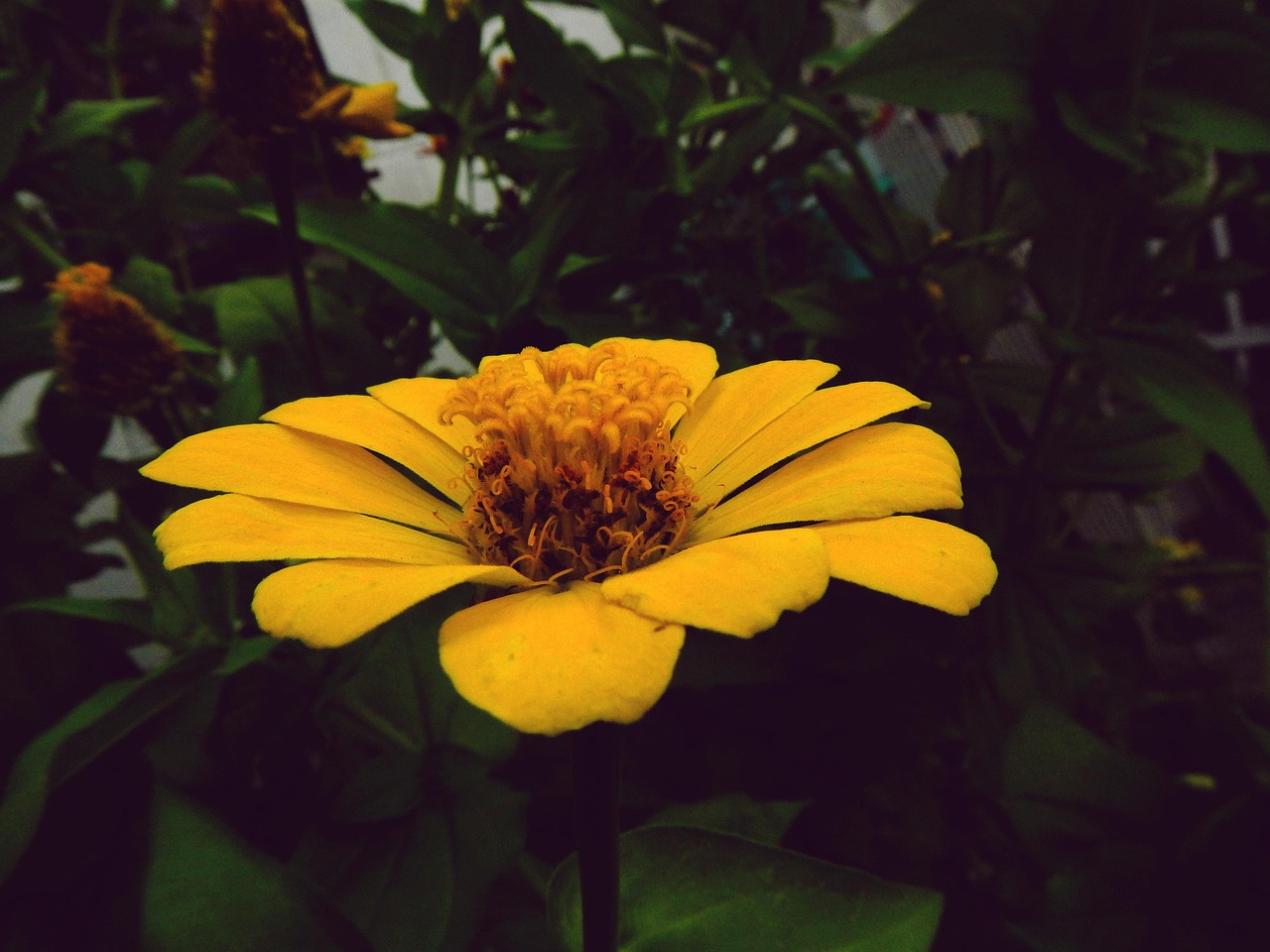 Fleur Jaune Cour - Photo gratuite sur Pixabay - Pixabay