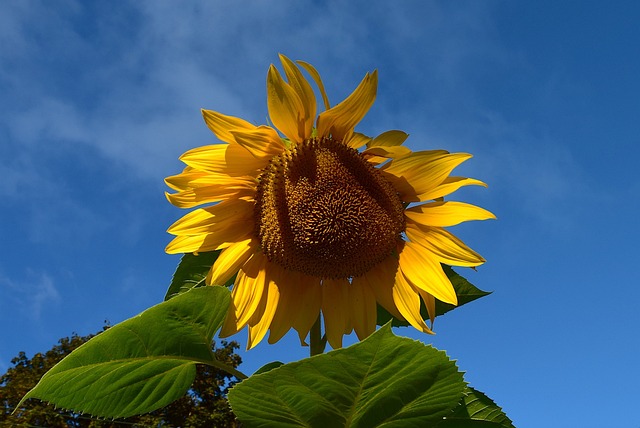 Bunga Matahari Kuning Biru - Foto gratis di Pixabay - Pixabay