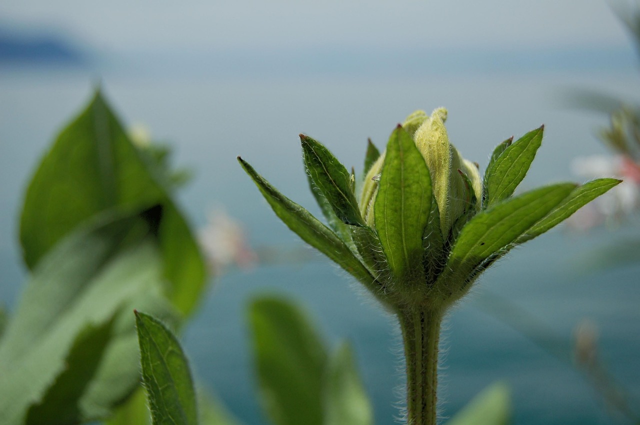 Plante Fleur Vert - Photo gratuite sur Pixabay - Pixabay
