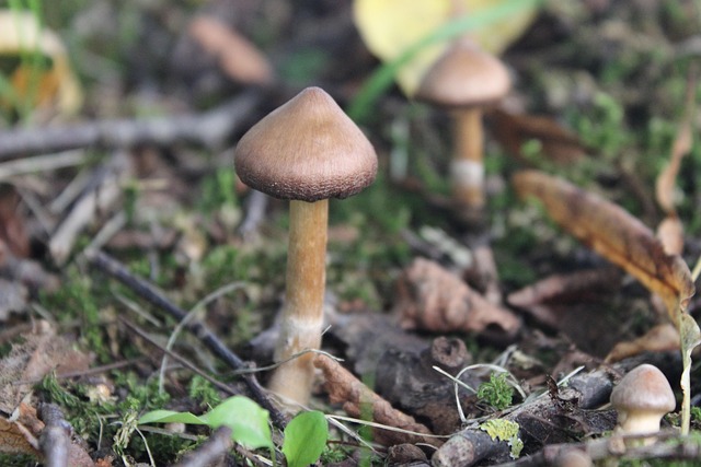 Cogumelo Natureza - Foto gratuita no Pixabay