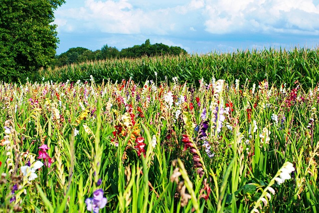 Gladiolus Flower Field Of - Free photo on Pixabay