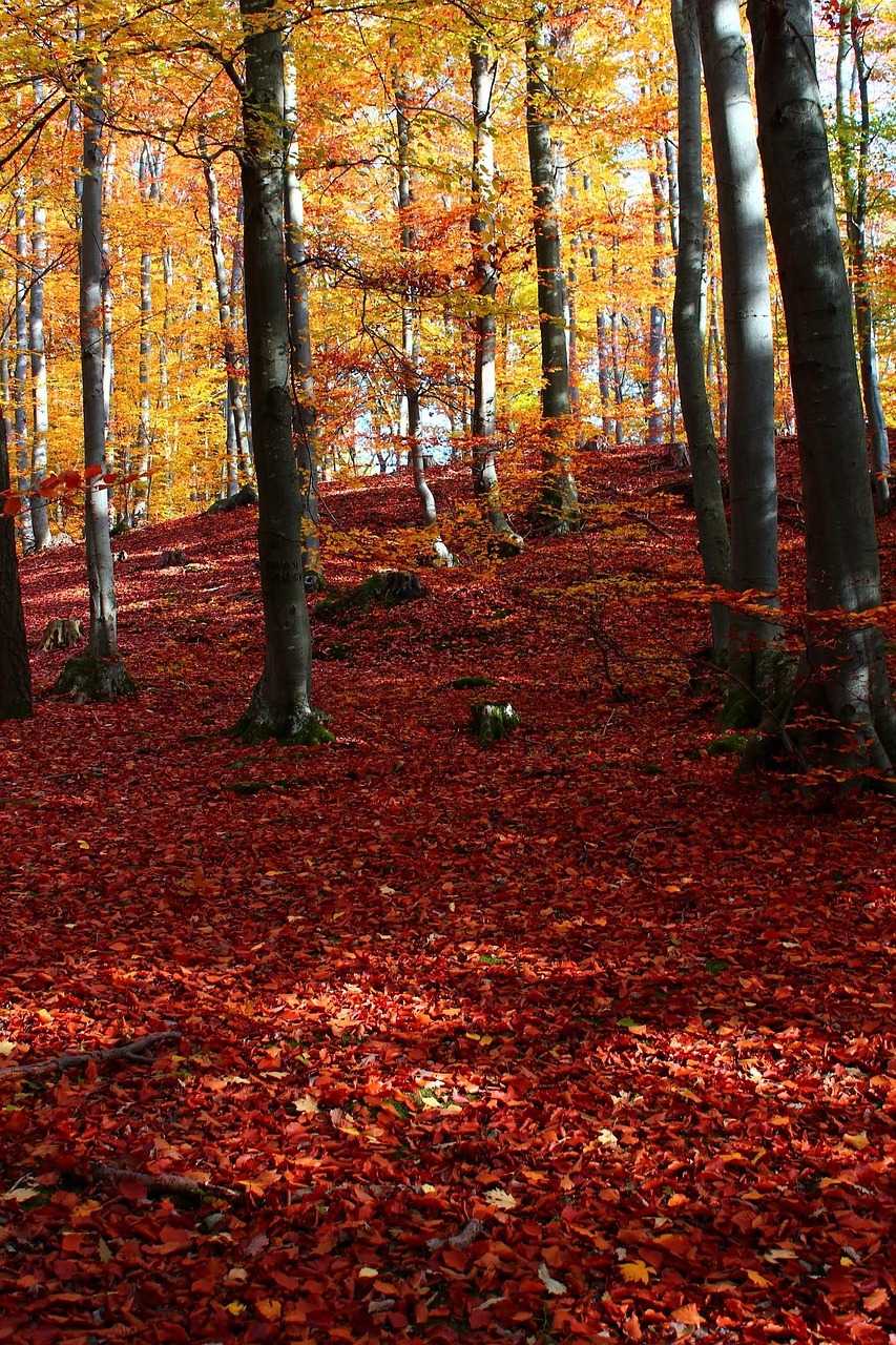 Fall Red Orange - Free photo on Pixabay - Pixabay