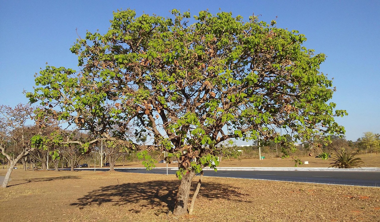 Pequi Cerrado Árvore - Foto gratuita no Pixabay - Pixabay