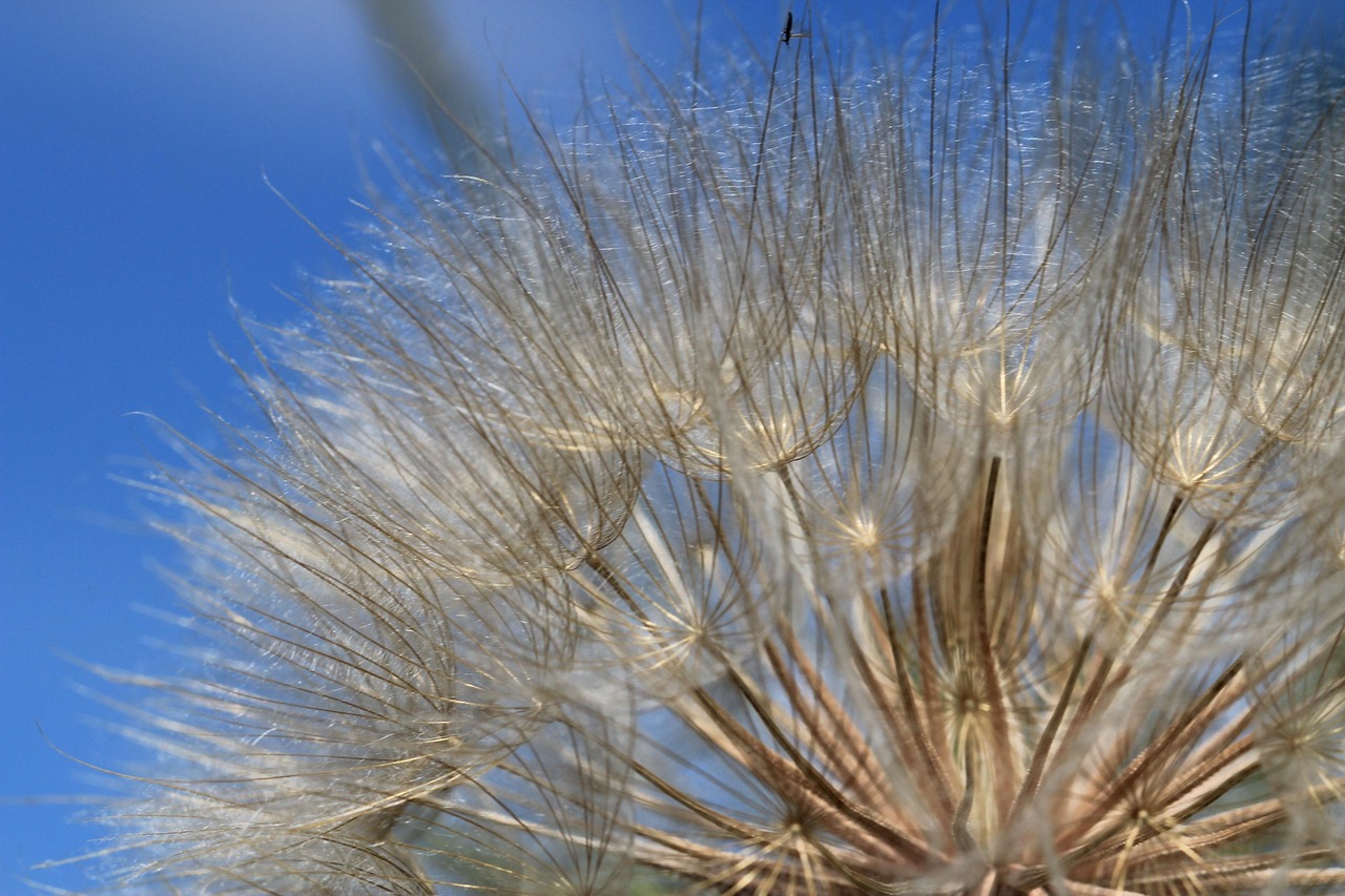 Flower Flowers Nature Close - Free photo on Pixabay