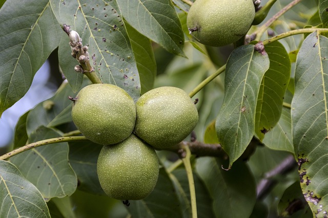 Planta Árbol Nuez - Foto gratis en Pixabay - Pixabay