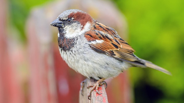 Page 4 - 5,000+ Free Sparrows & Nature Photos - Pixabay