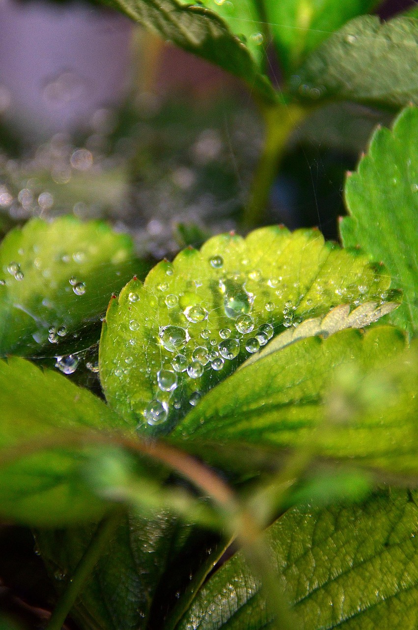 Just Add Water Dawn - Free photo on Pixabay - Pixabay