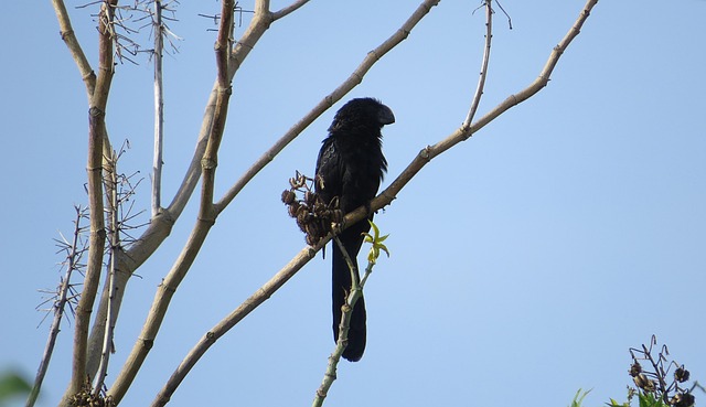 Garrapatero Pajar Fauna - Foto gratis en Pixabay