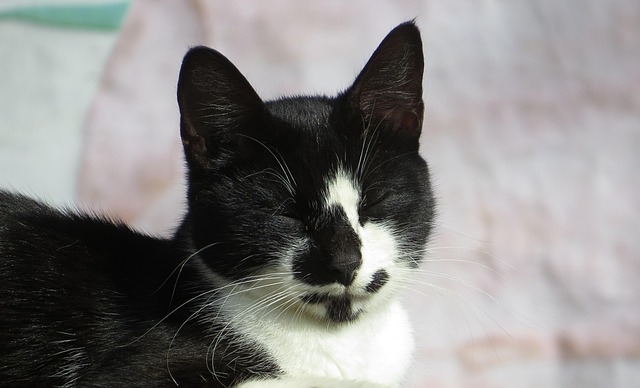 Gato Felino Cabeça Barbas - Foto gratuita no Pixabay - Pixabay