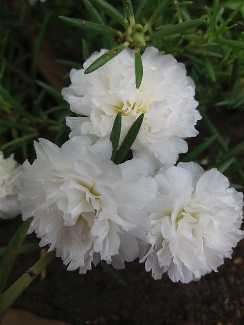 Fleur Magnifique Blanche - Photo gratuite sur Pixabay - Pixabay