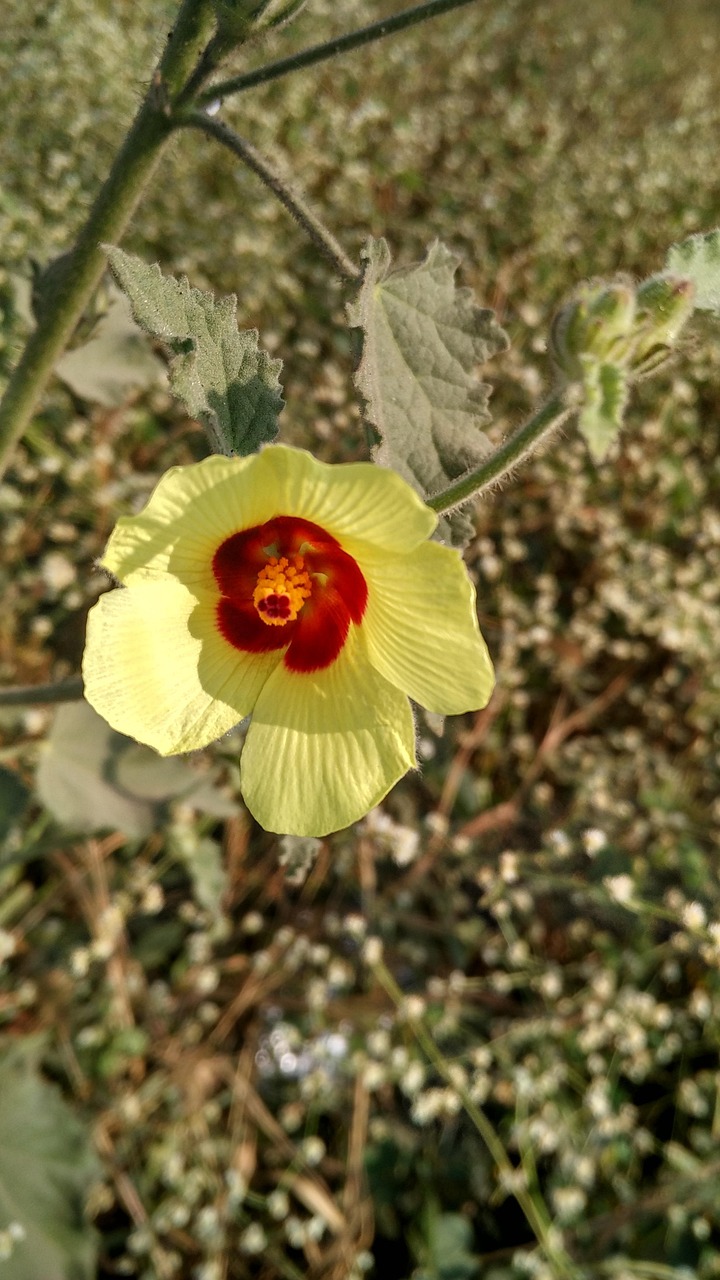 Flor Verde Natureza - Foto gratuita no Pixabay - Pixabay