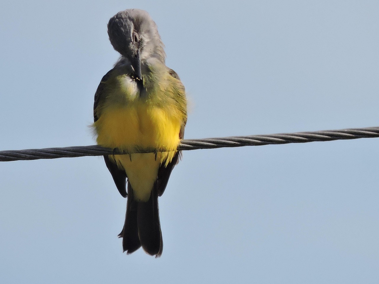 Pajaro Animal - Foto gratis en Pixabay - Pixabay