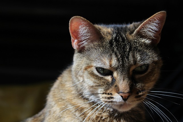 Gata Cat Kitten - Free photo on Pixabay