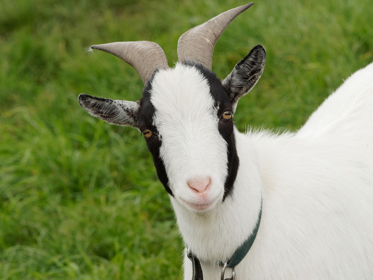 Goat Goats Capra - Free photo on Pixabay