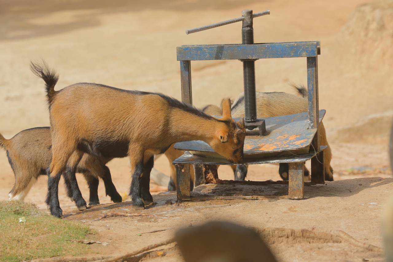 Goat - Free photo on Pixabay - Pixabay