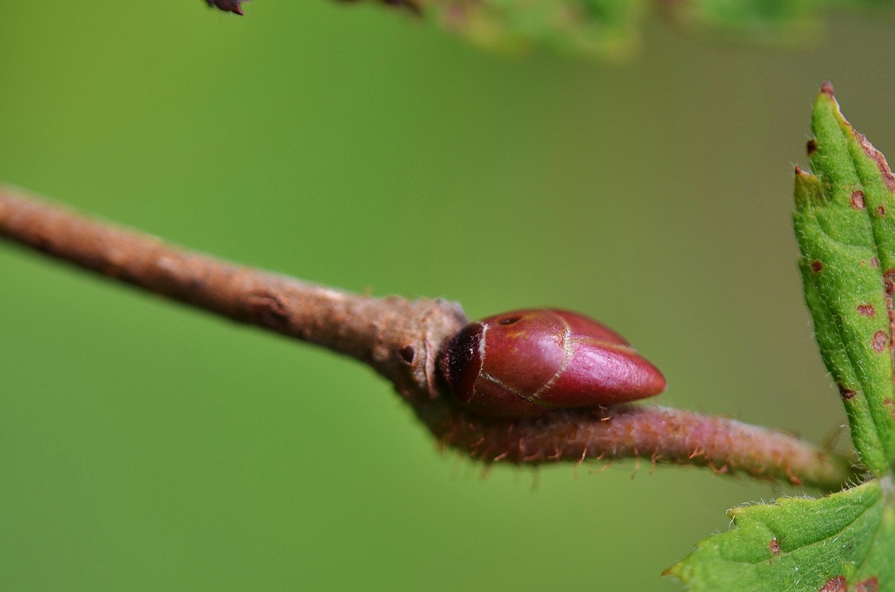 Natur Hoja Natural - Foto gratis en Pixabay - Pixabay