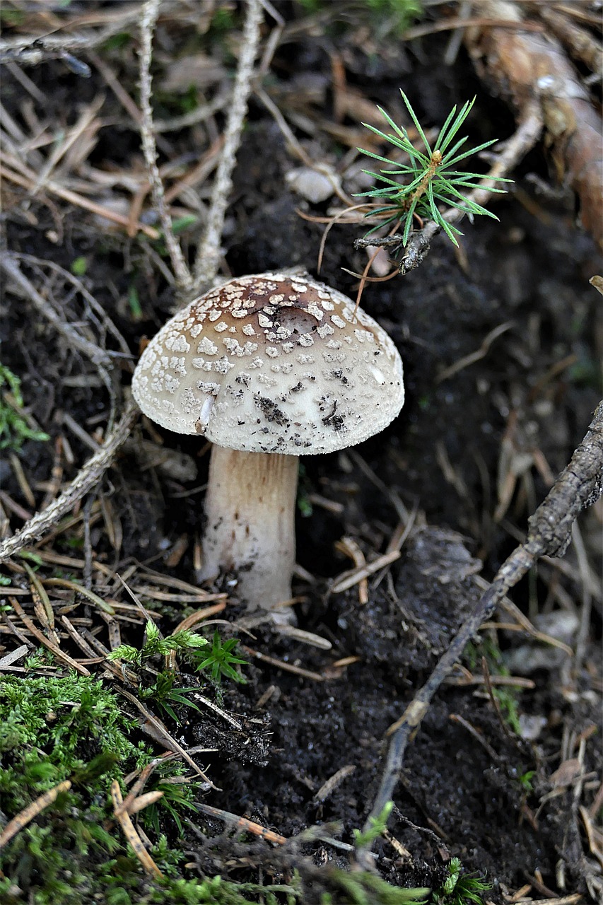 Hongo Perla Bosque Setas Del - Foto gratis en Pixabay - Pixabay