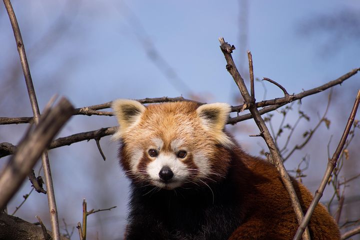 300+ kostenlose Red Panda und Roter Panda-Bilder - Pixabay