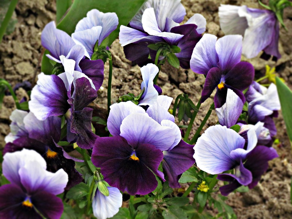 Bratki Bratek Kwiat - Darmowe zdjęcie na Pixabay