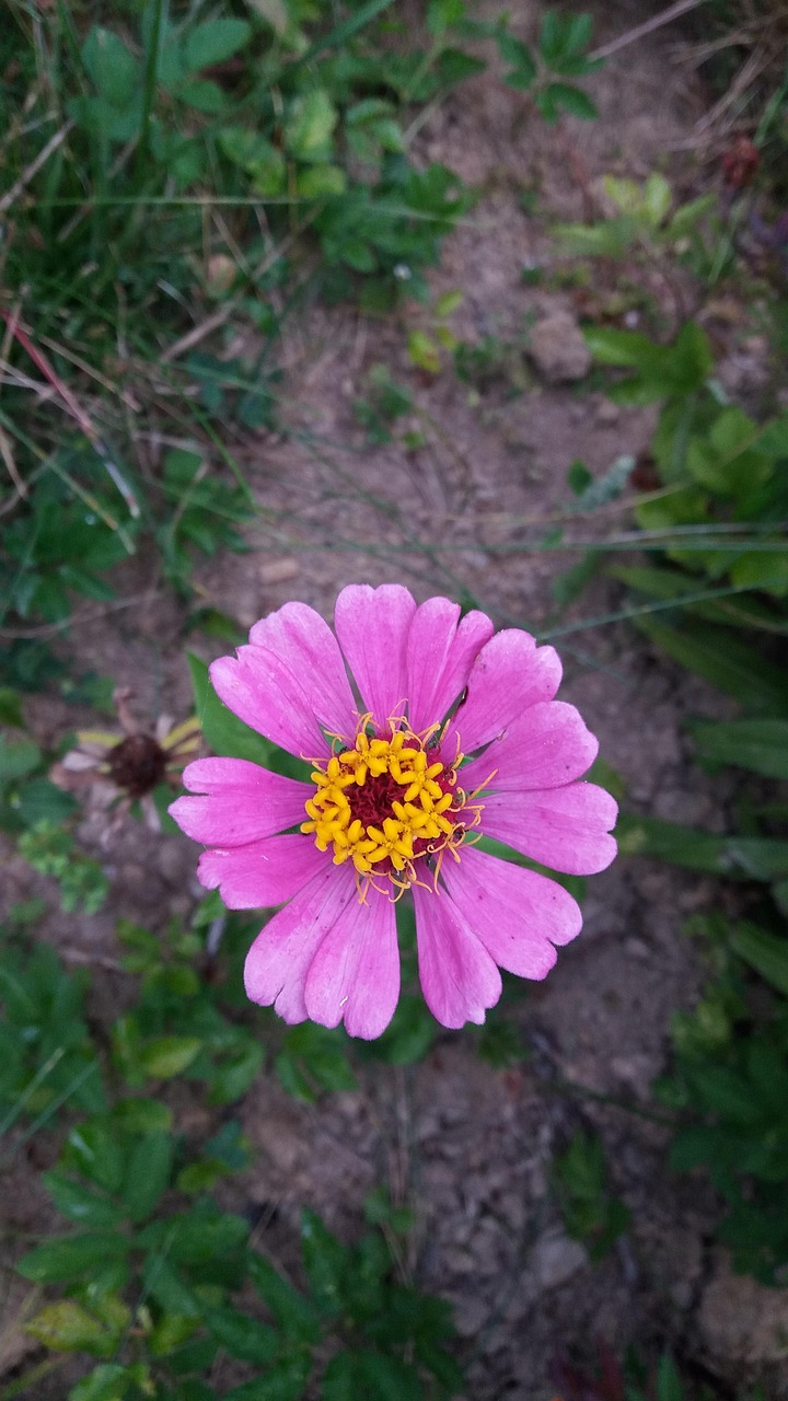 Más de 90 000 imágenes gratis de Pink Ruler y Naturaleza - Pixabay
