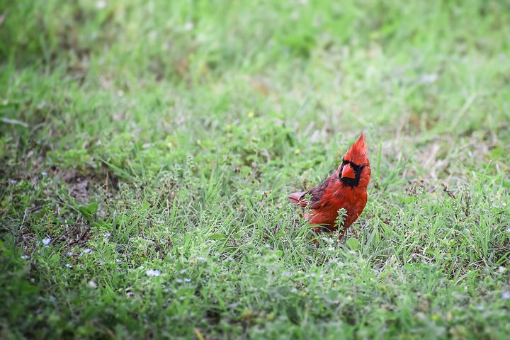 200+ Free Cardinal & Bird Photos - Pixabay