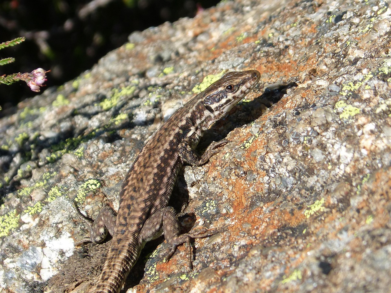 Lizard Podarcis Hispanica - Free photo on Pixabay - Pixabay