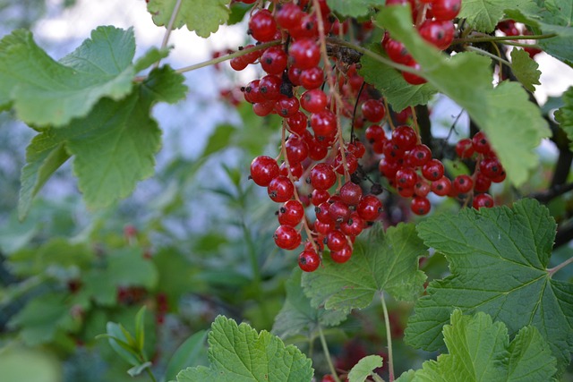 Bagas Vermelhas Verão Natureza - Foto gratuita no Pixabay - Pixabay