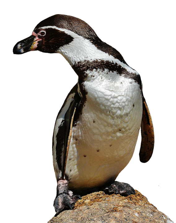 Pinguin Tier Tierwelt - Kostenloses Foto auf Pixabay
