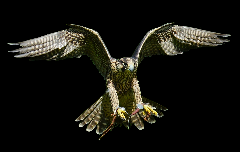 Falcon Approach Prey - Free photo on Pixabay