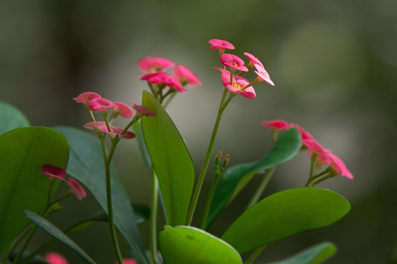 Plus de 3 images de Květinka et de Fleur - Pixabay