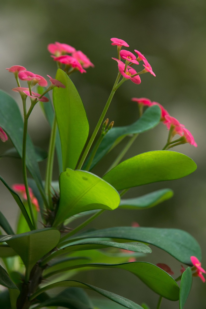 花 Kvetinka 粉色的 - Pixabay上的免费照片 - Pixabay