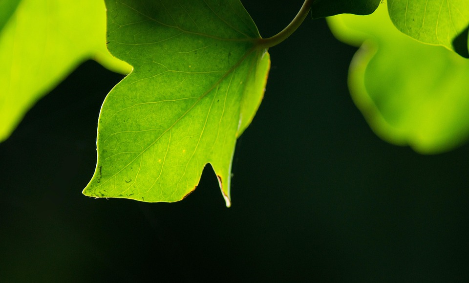 Daun Hijau Latar Belakang - Foto gratis di Pixabay