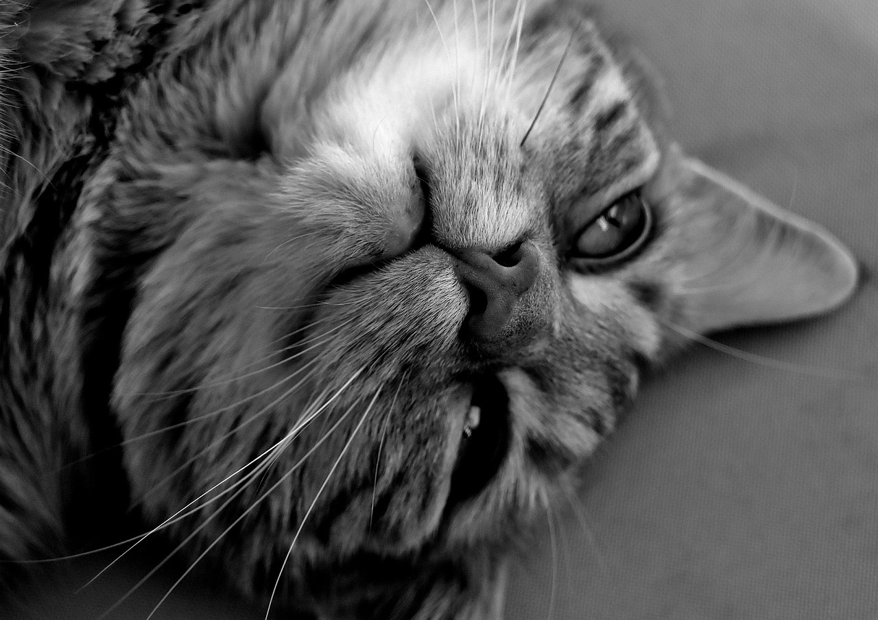 Cat Adorned Animal - Free photo on Pixabay