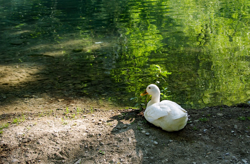 Pato Anátidas Aves - Foto gratis en Pixabay