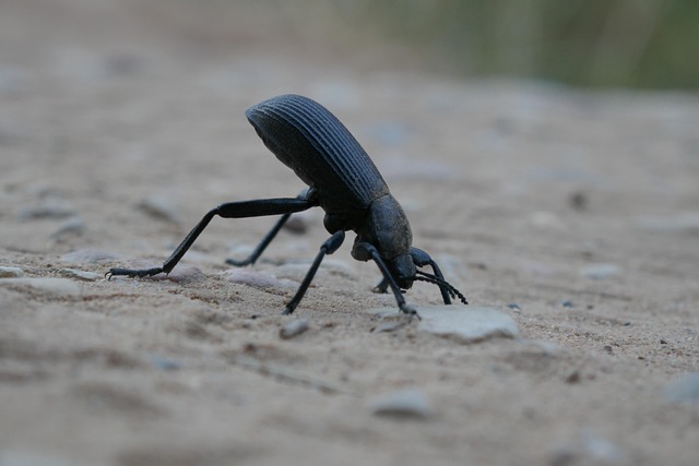 Bug Insect Nature - Free photo on Pixabay - Pixabay