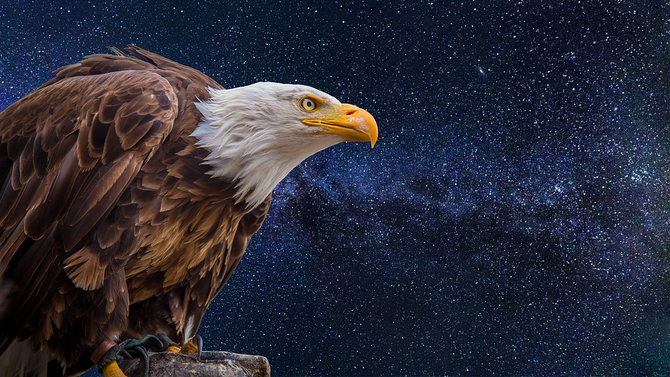 Bald Eagle Raptor - Free photo on Pixabay