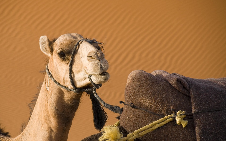 Chameau Désert Maroc - Photo gratuite sur Pixabay
