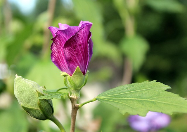 Mallow Melempar Bunga - Foto gratis di Pixabay - Pixabay