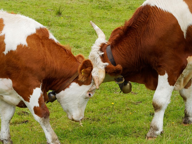 Animais Vacas Vitela - Foto gratuita no Pixabay - Pixabay