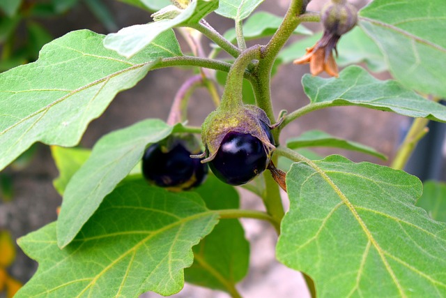20+ Free Brinjal & Eggplant Images - Pixabay