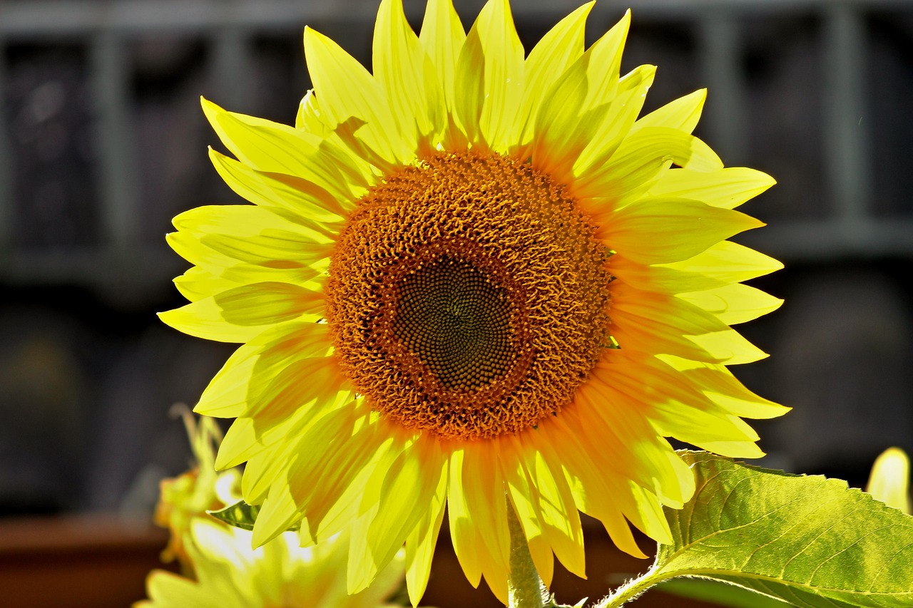 Bunga Matahari Mekar Kuning Musim - Foto gratis di Pixabay - Pixabay