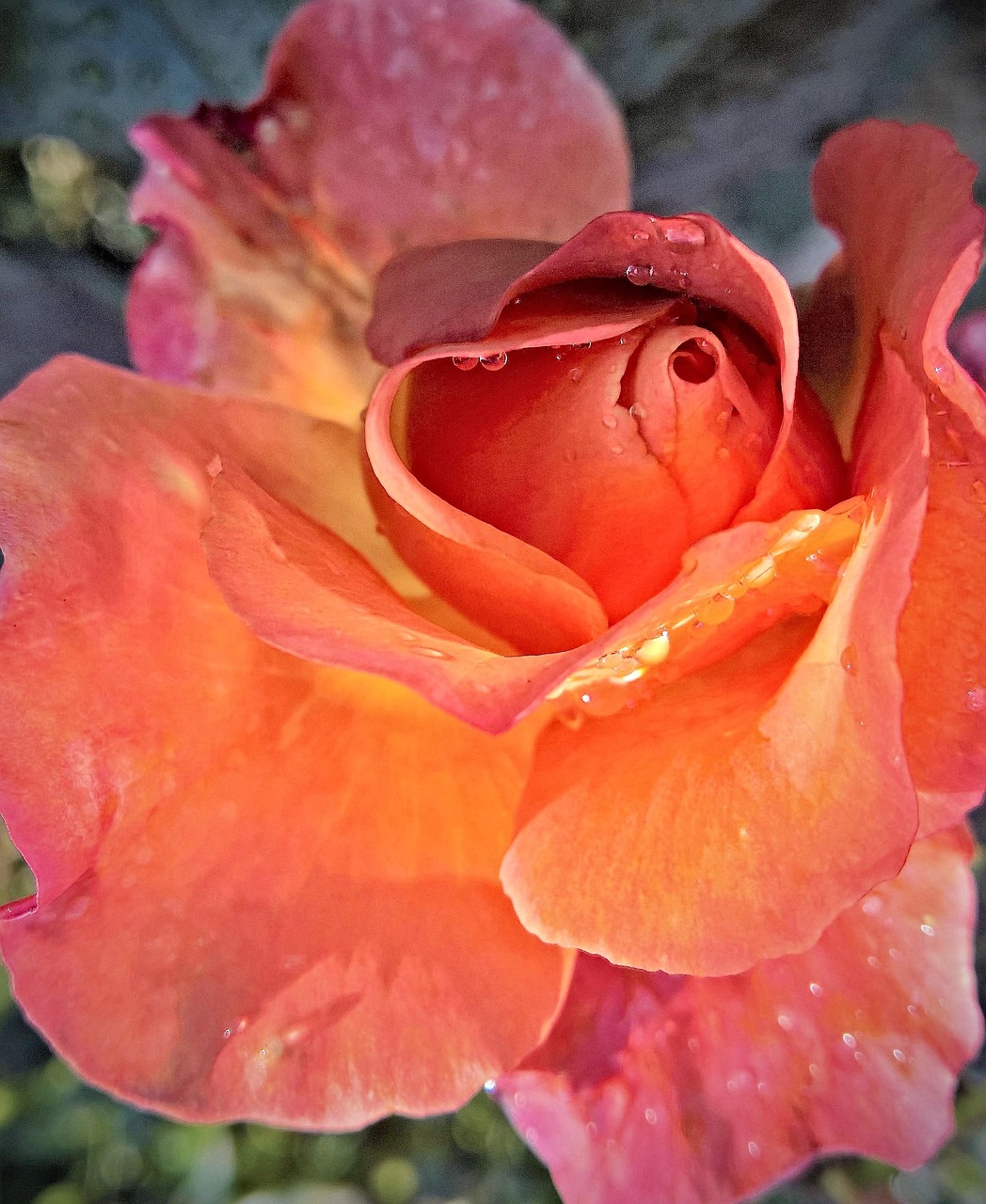 Flor Rosa Noble De - Foto gratis en Pixabay - Pixabay