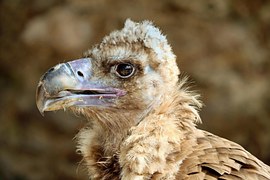 Vulture Raptor Scavenger - Free photo on Pixabay